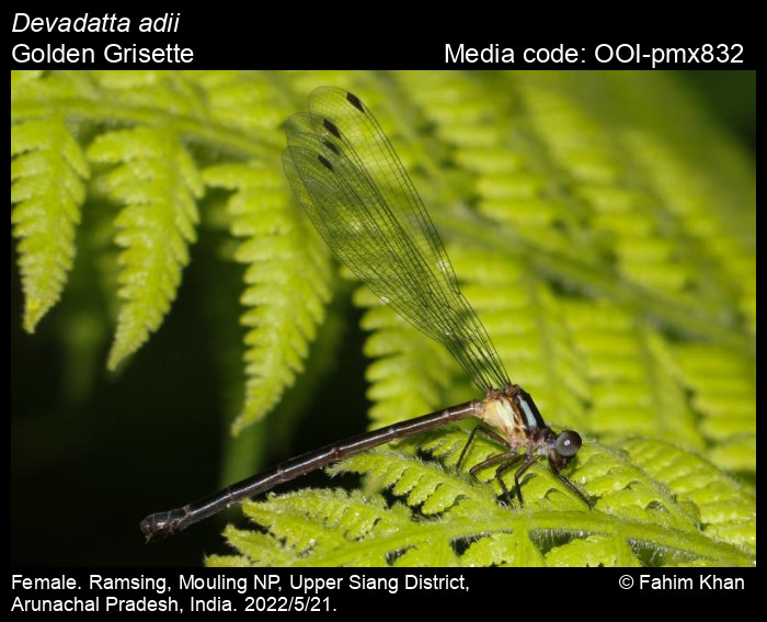 Devadatta adii | Odonata